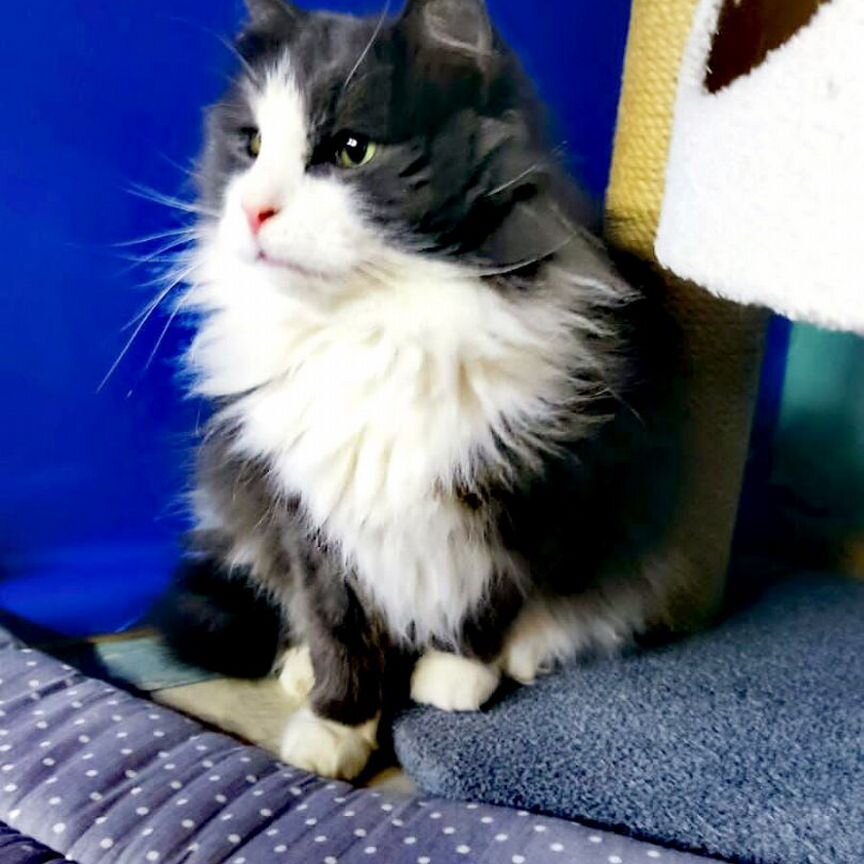 Кот