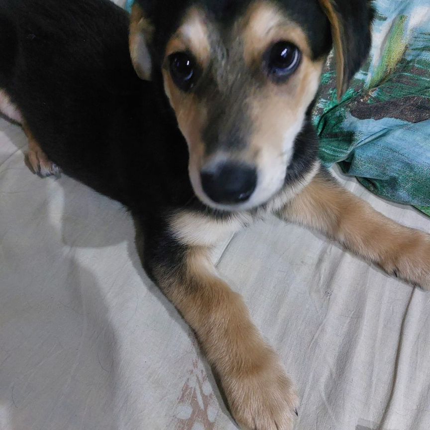 Кутенок в добрые руки