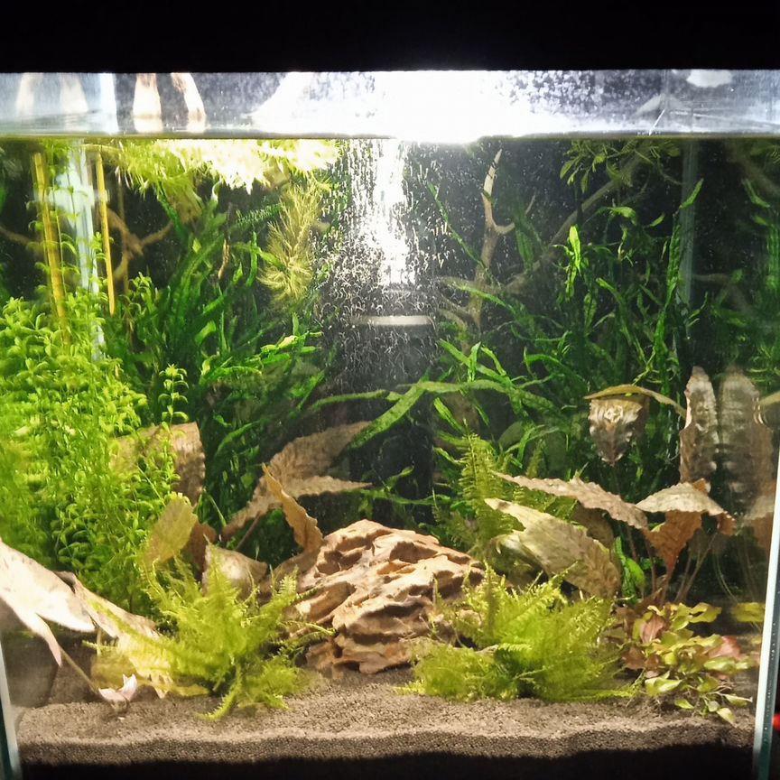 Растения для запуска аквариума