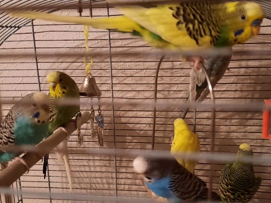 Волнистый попугай