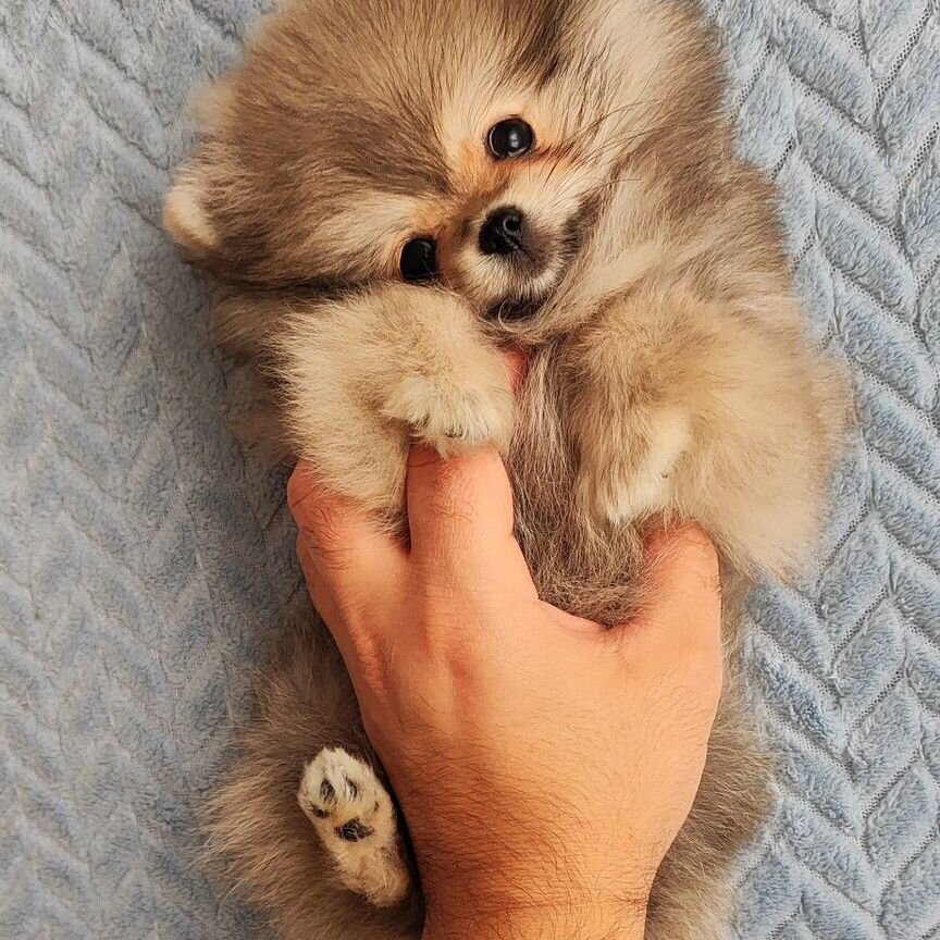 Померанский шпиц микро