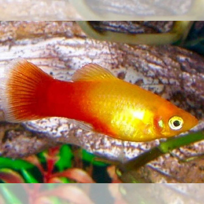 Пецилия сансет - Platy Sunset