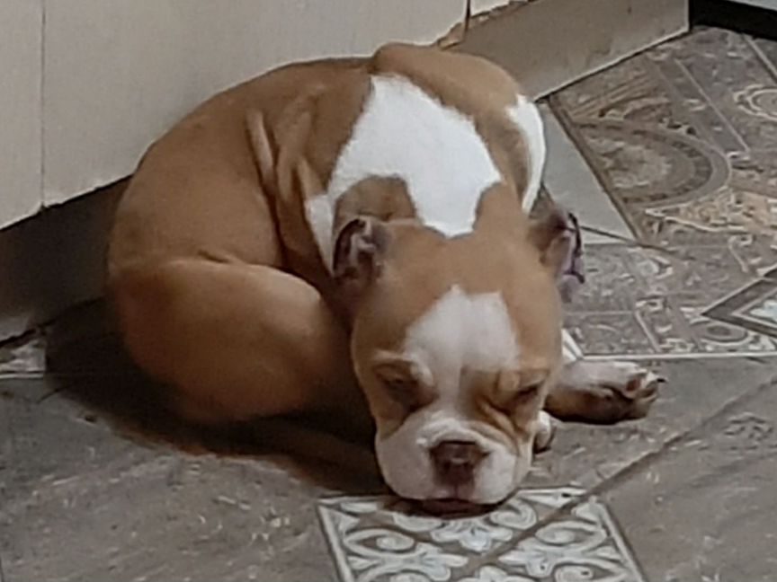 Мальчик амбулли