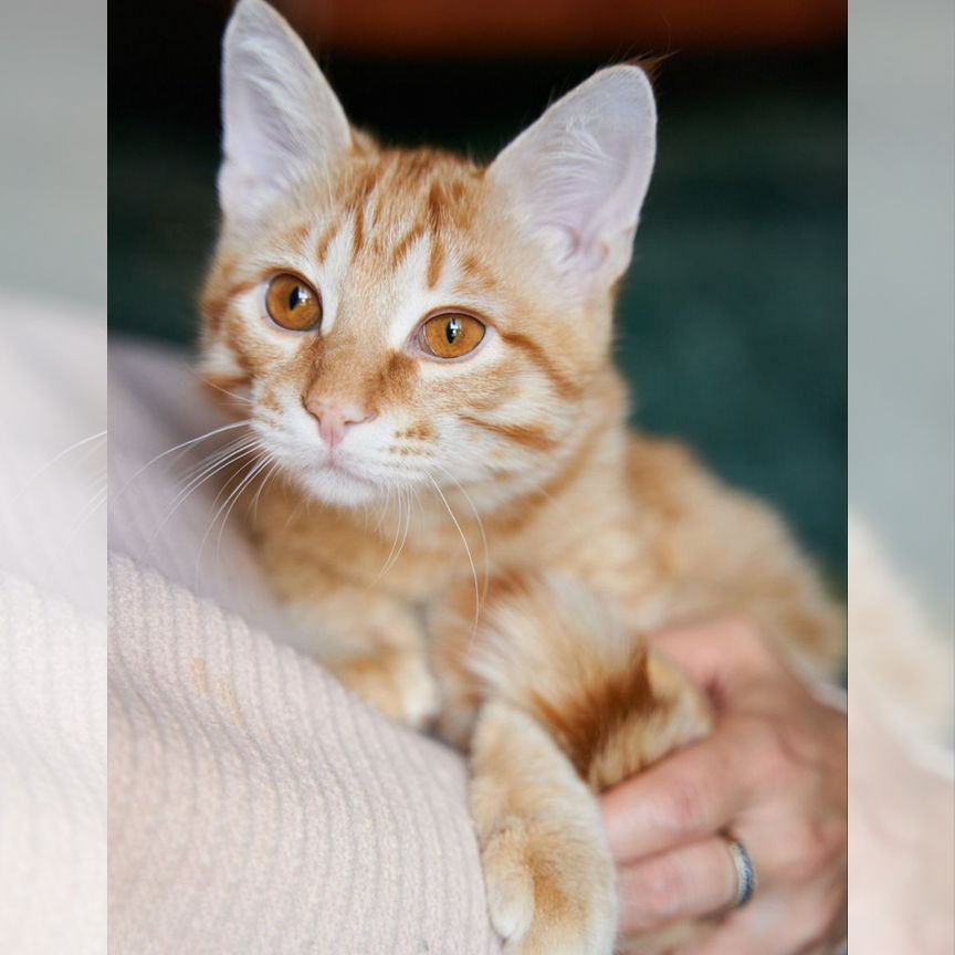 Котёнок в добрые руки