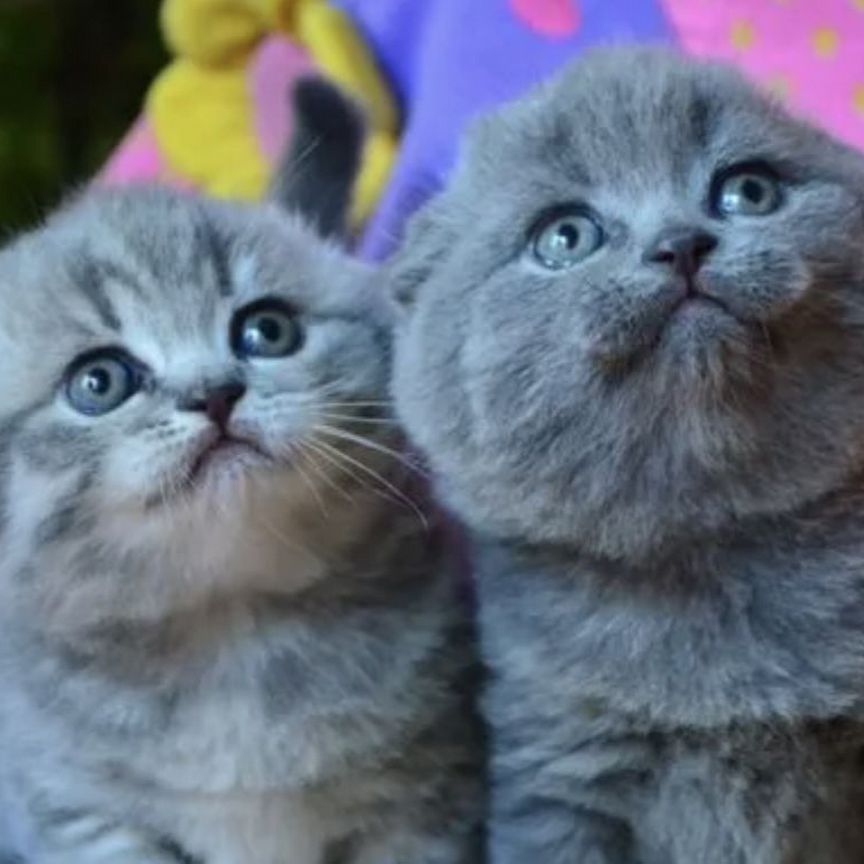 Котята