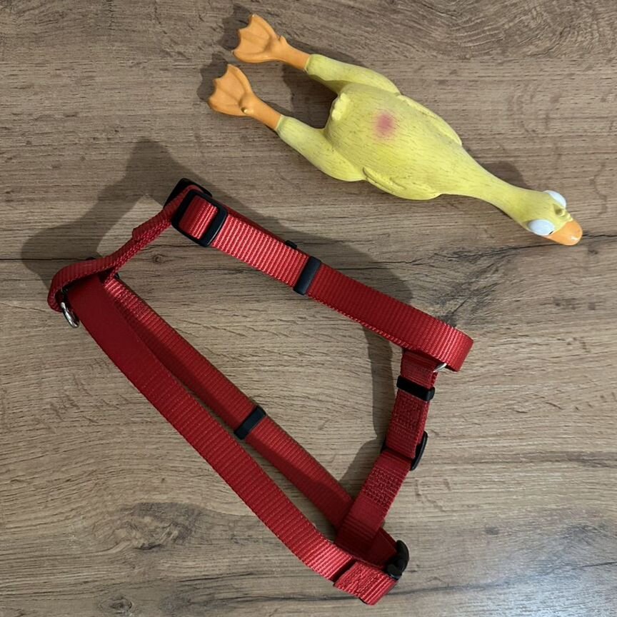 Шлейка H новая для средних пород