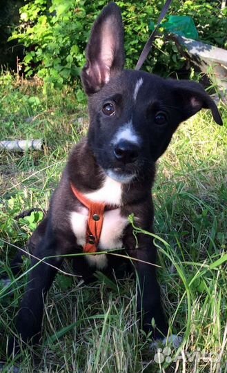 Моника, привита