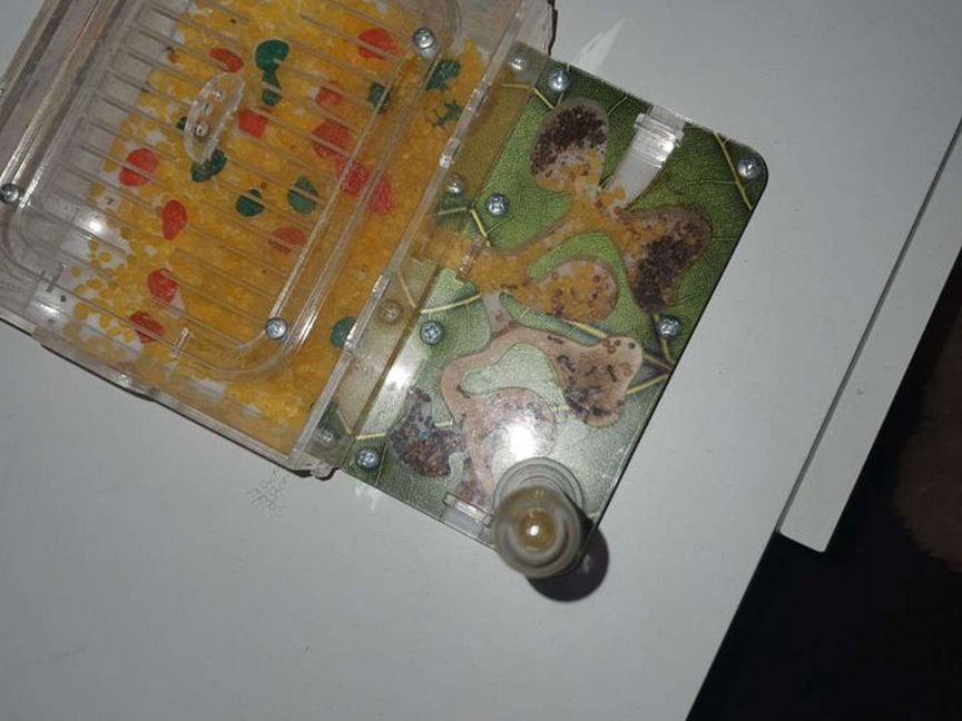 Муравьиная ферма бу