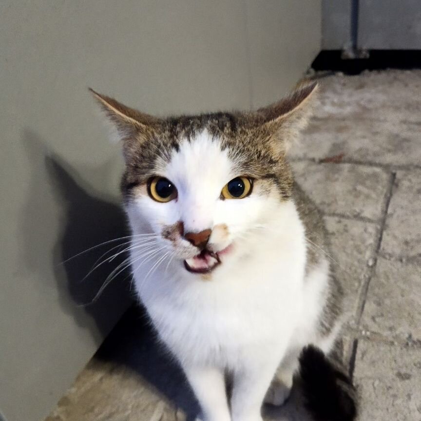 Бездомный котик в добрые руки