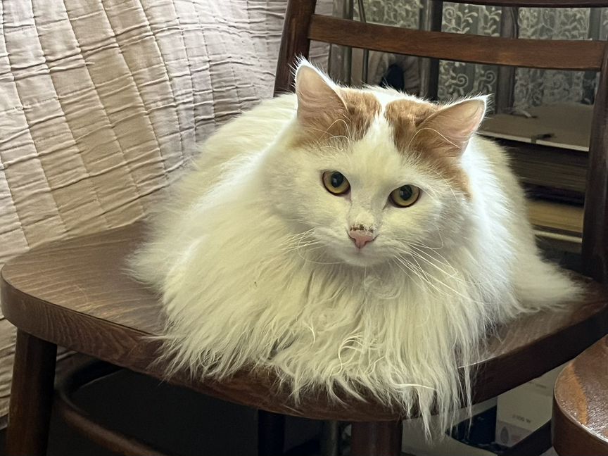 Кот Моня. 5 лет. В добрые руки