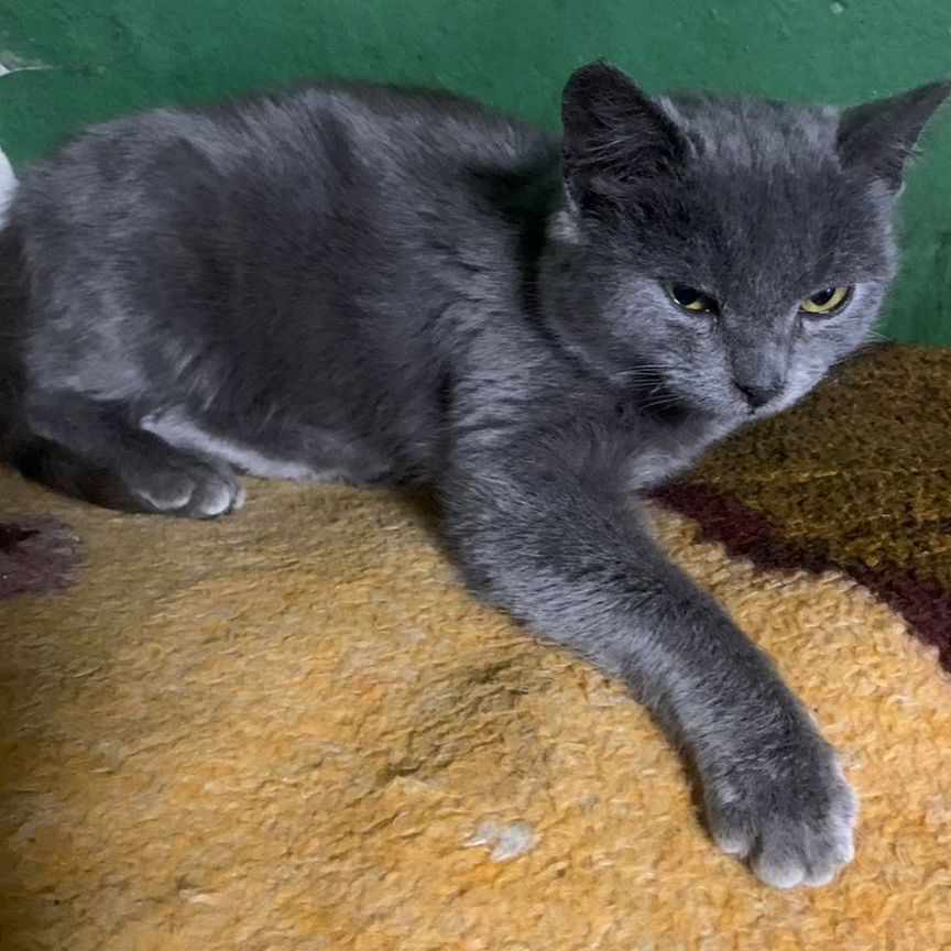 Отдам бесплатно котёнка девочка 5 месяцев