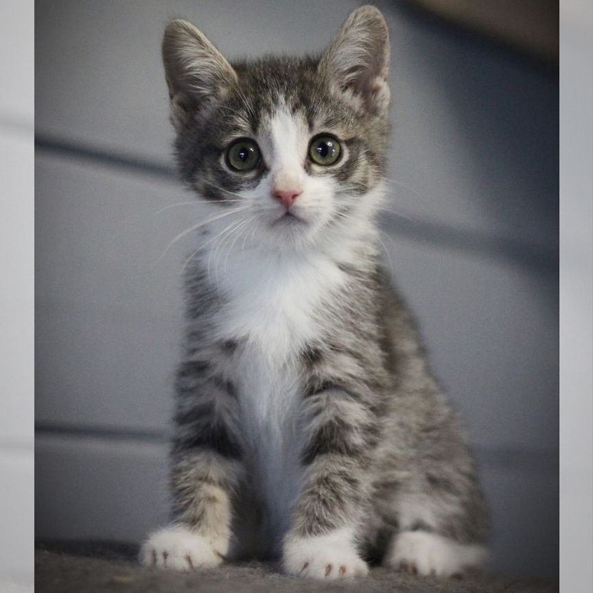 Котёнок в добрые руки