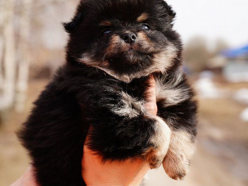 Померанское счастье