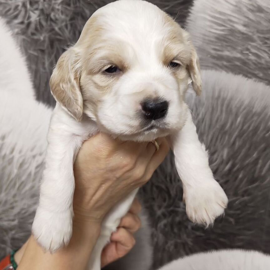 Английский кокер-спаниель, щенок