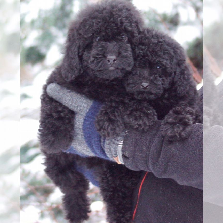 Той-пудель, щенок