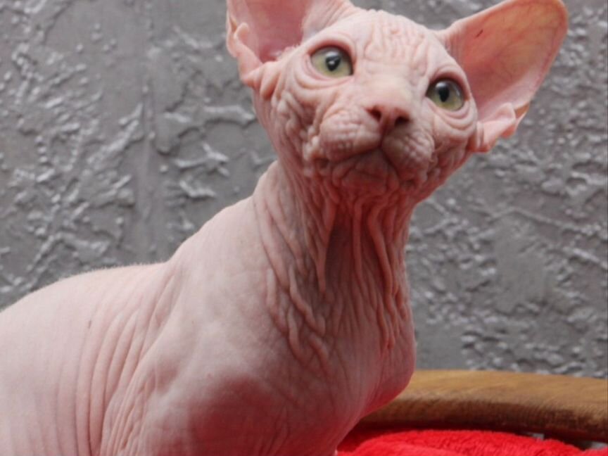 Канадский сфинкс