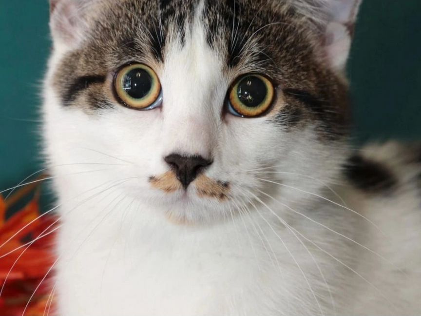 Кошки в добрые руки бесплатно