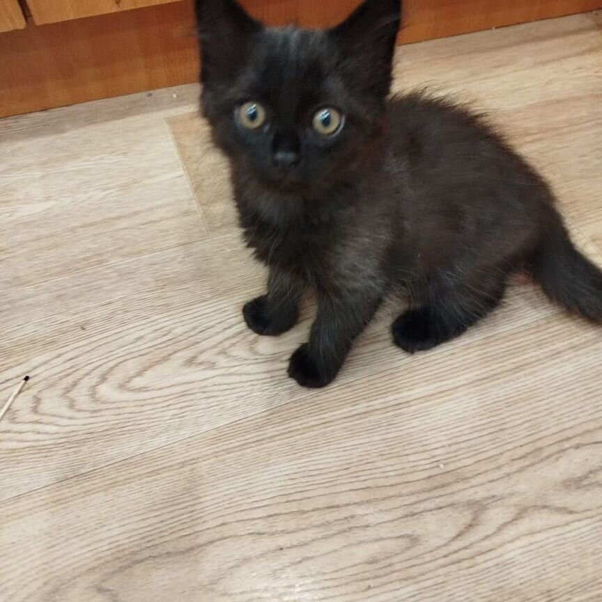 Две красавицы кошечки ждут свою семью