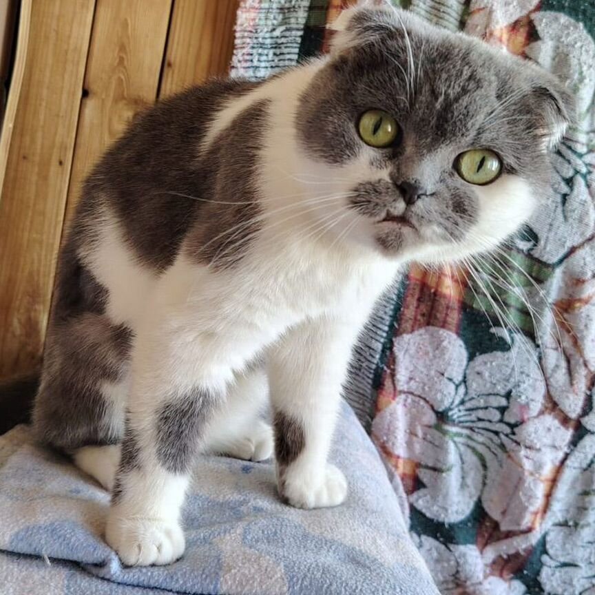 Шотландская вислоухая короткошёрстная, взрослая кошка