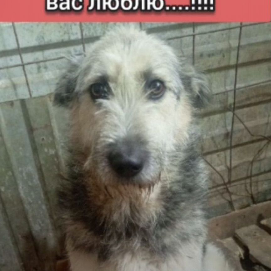 Собака на усыпление в добрые руки