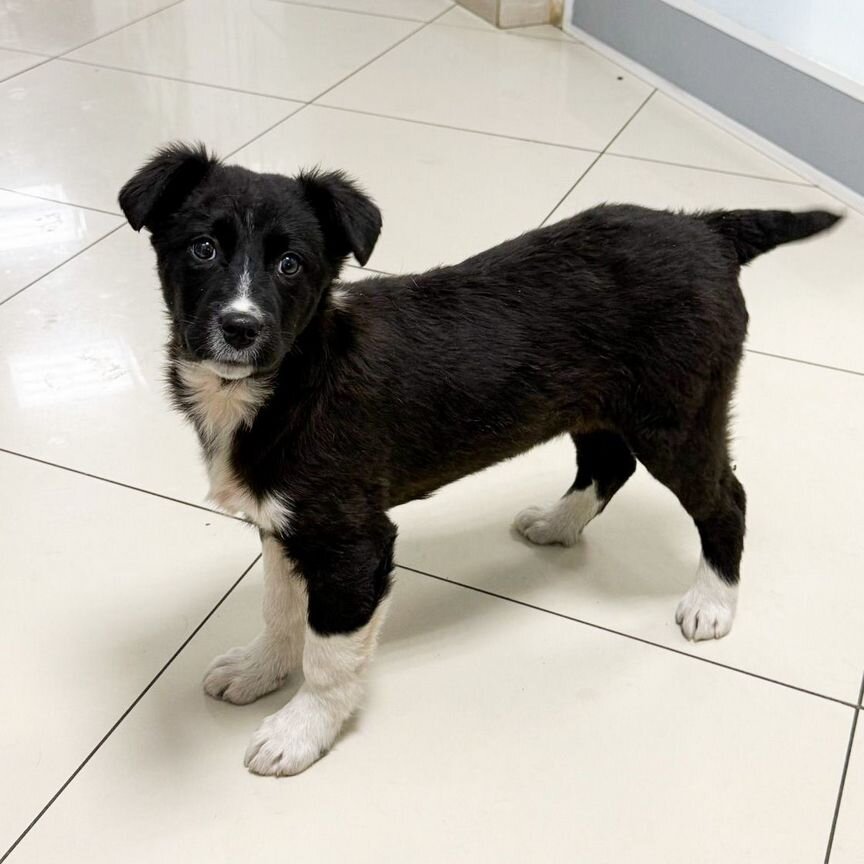 Щенок Барон ищет дом