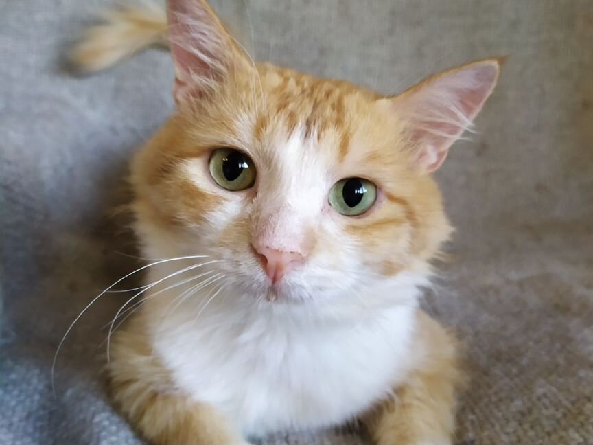 Шикарный котик в добрые руки