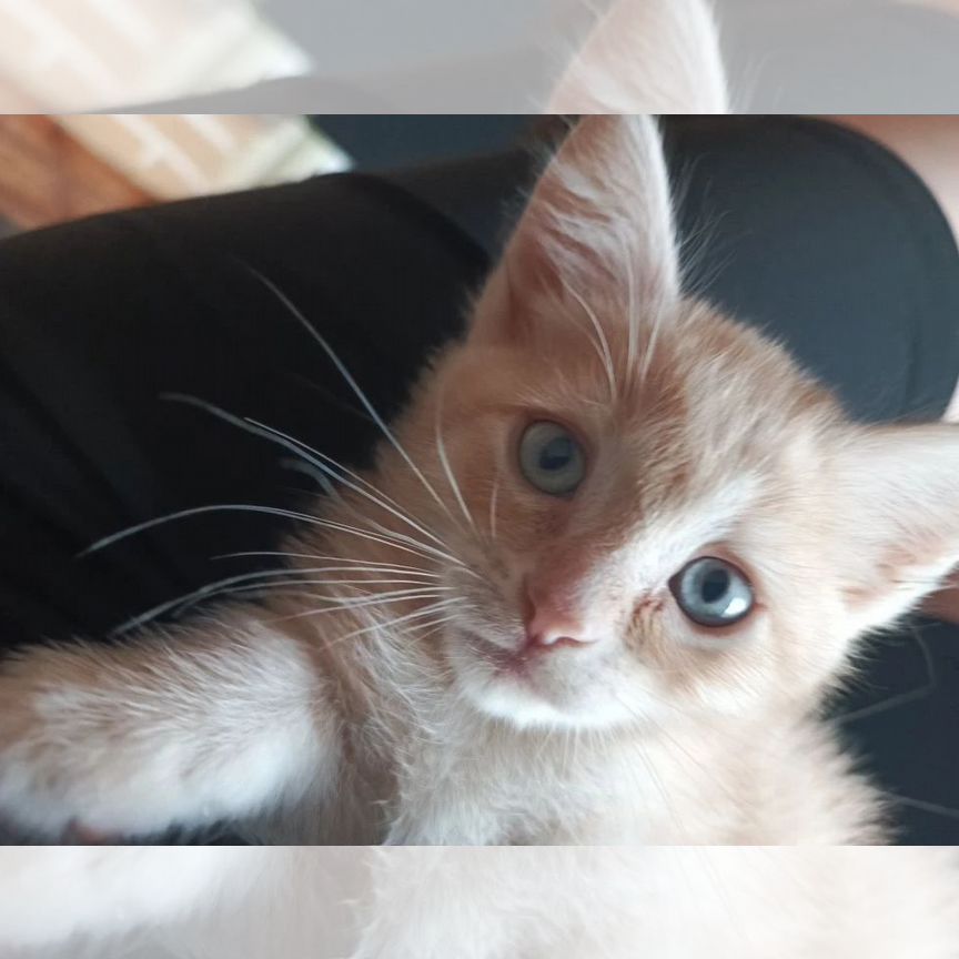 Котёнок в добрые руки
