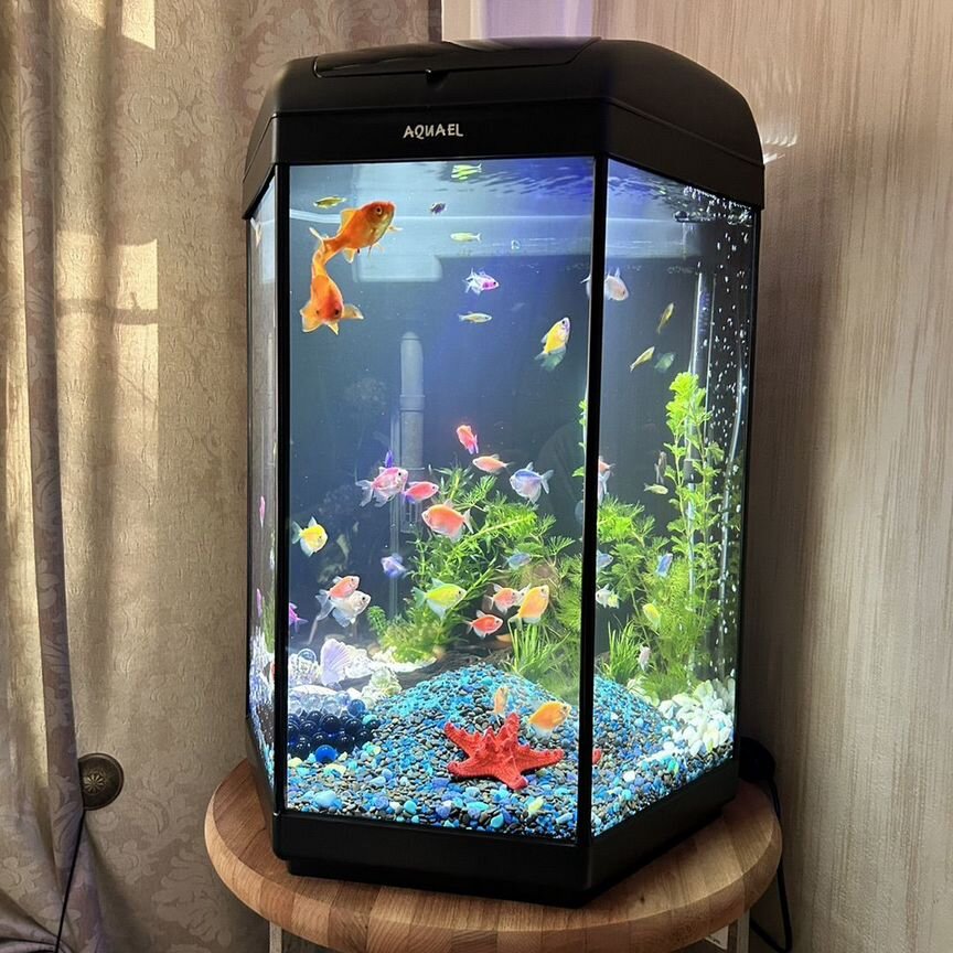 Аквариум вместе со всем