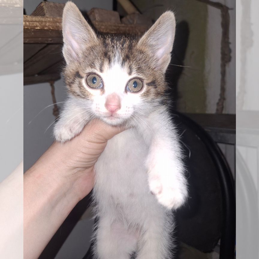 Котёнок в добрые руки