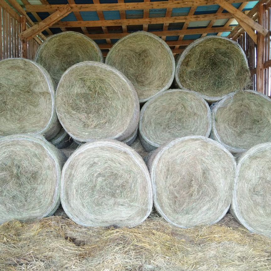 Продам сено в рулонах свежий укос