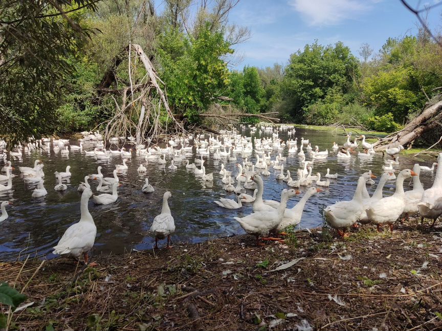 Гуси. Инкубационное яйцо гусей.Гусята