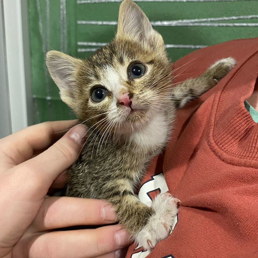 Котёнок в добрые руки