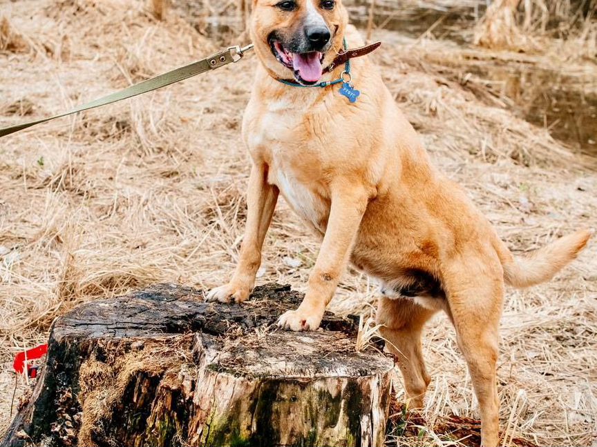 Собака в добрые руки