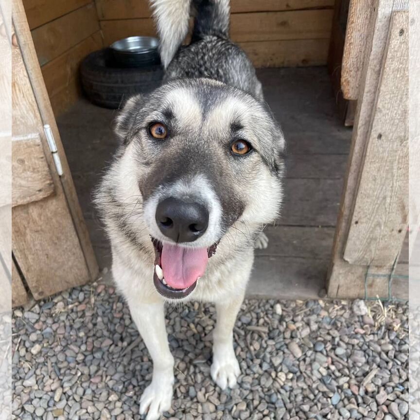 Взрослая собака в добрые руки