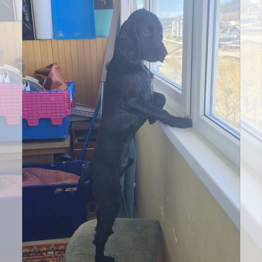 Русский охотничий спаниель, щенок