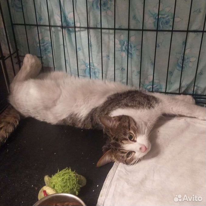 Кот кошка котенок котята ищем мам и пап помогите