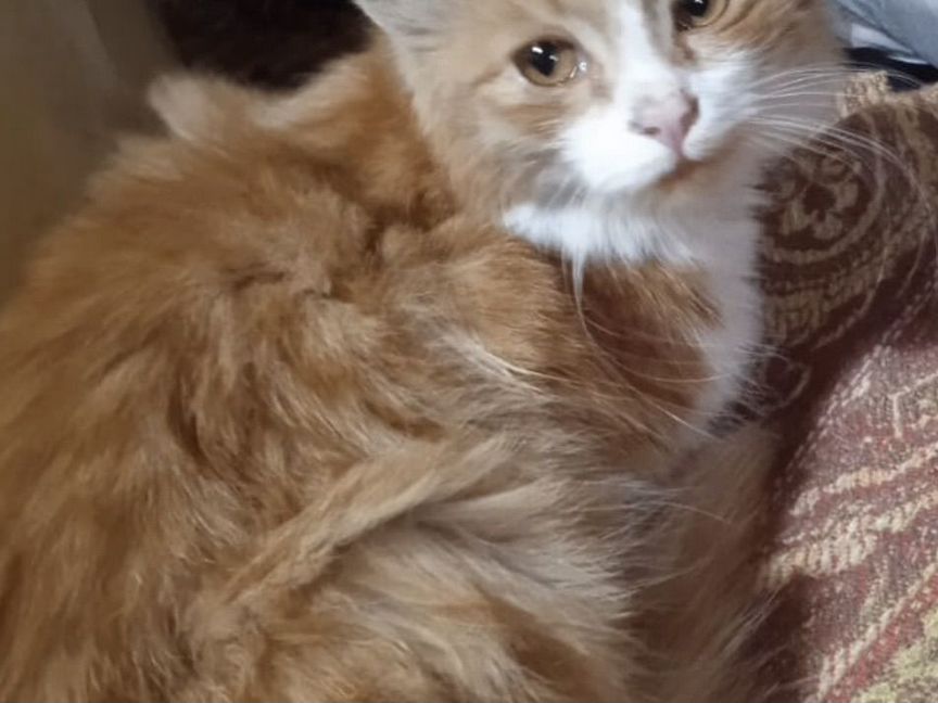 Брошенный котенок ищет дом