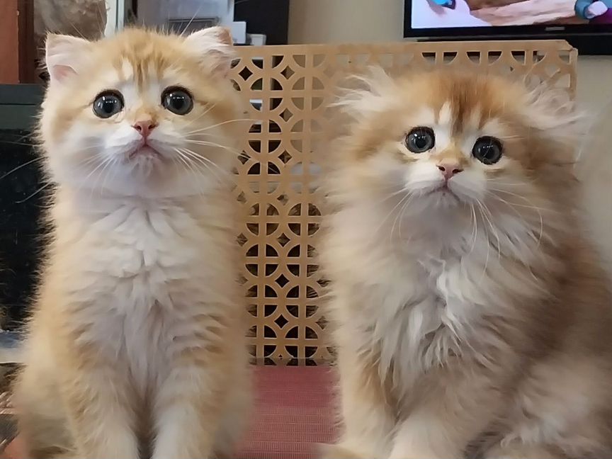 Мальчики в золотом окрасе ny12, ny11