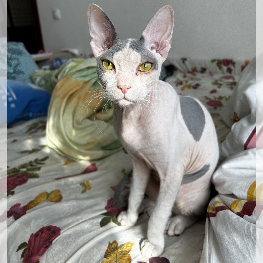 Кот Сфинкс