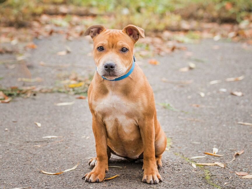 Английский стаффордширский бультерьер