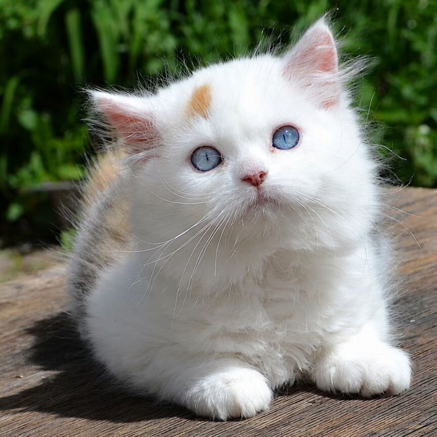 Шотландский прямоухий длинношёрстный котёнок