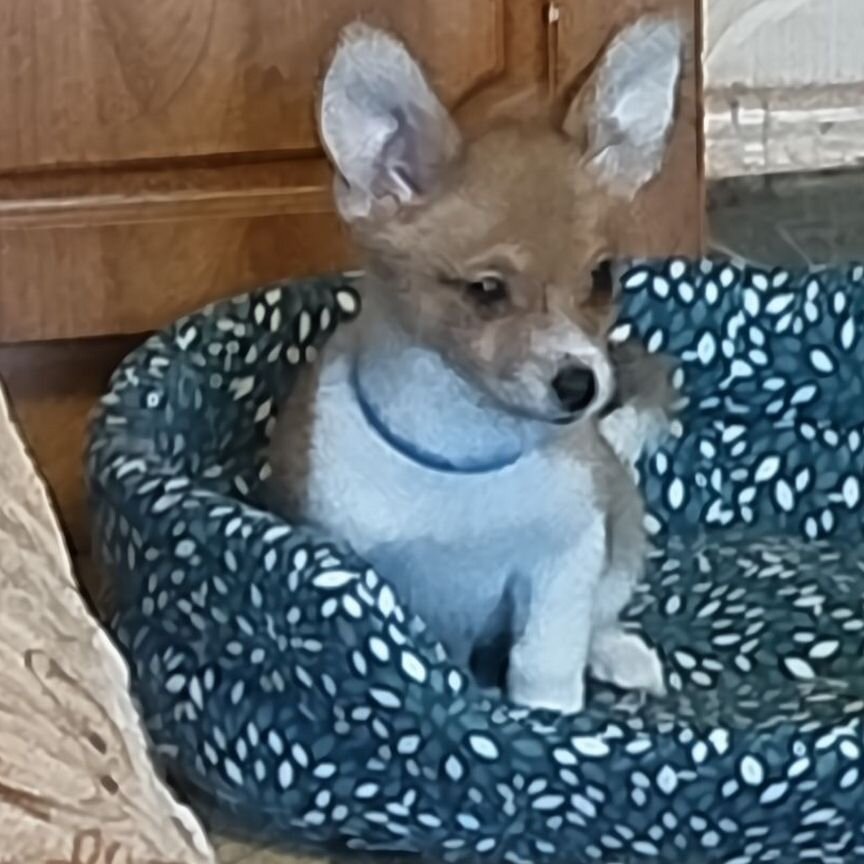 Вельш Корги Пемброк, щенок