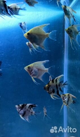 Аквариумные рыбки скалярии