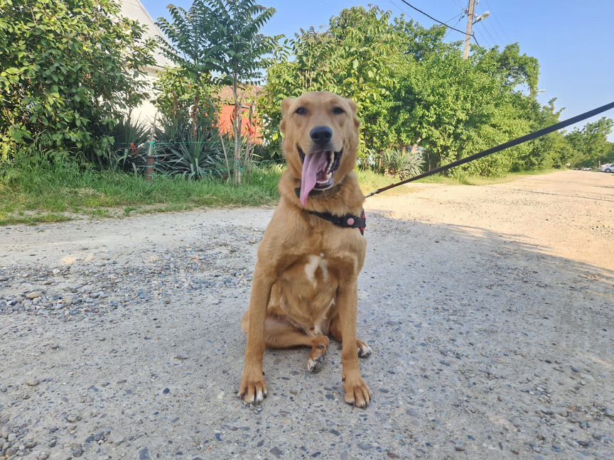 Замечательный пес Батон