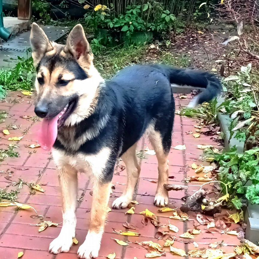 Щенок бесплатно