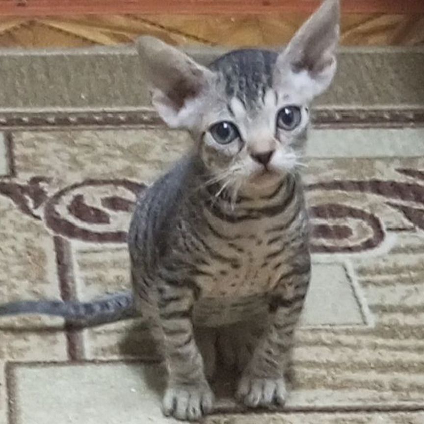 Египетская мау котёнок