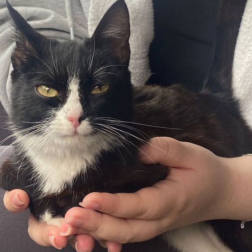 Котёнок в добрые руки