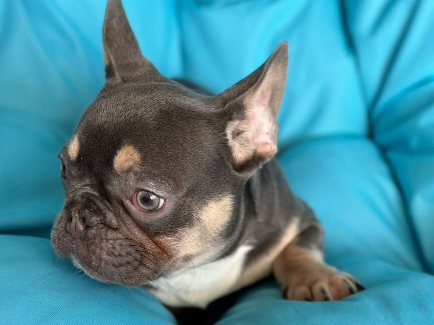 Французский бульдог мини