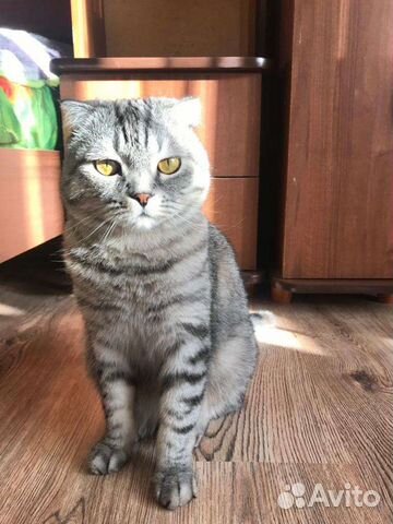 Британец вислоухий кот бесплатно