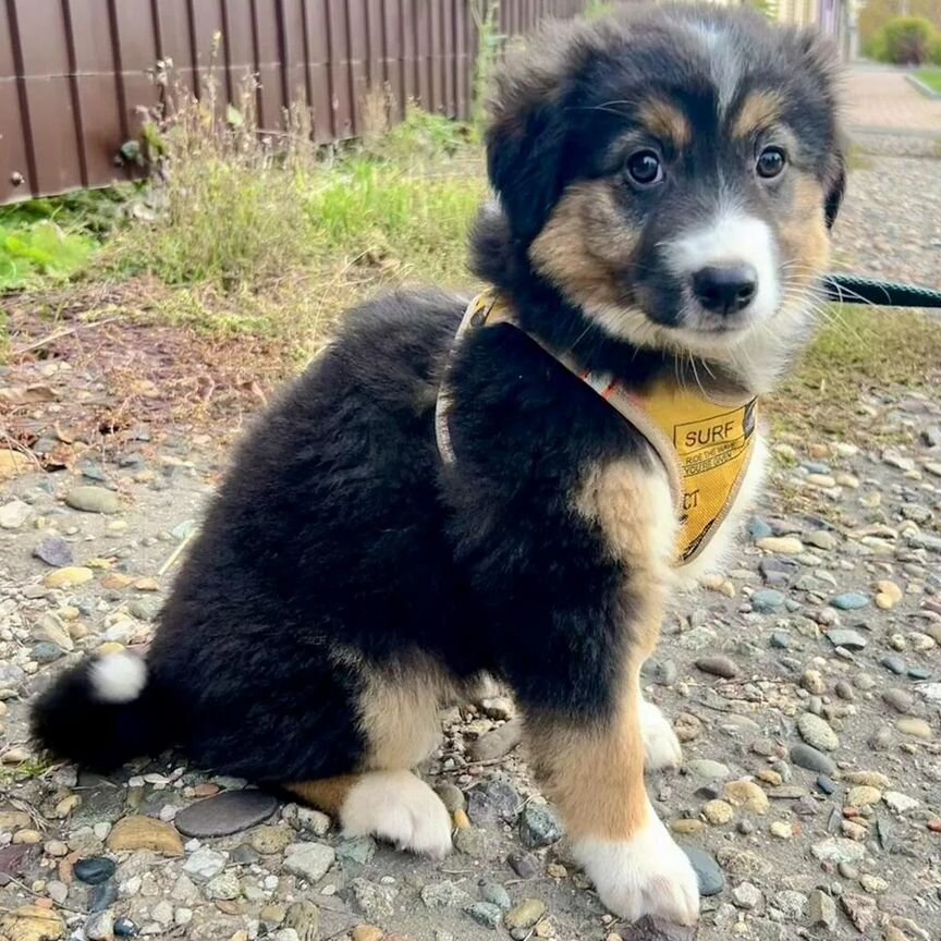 Щенок в добрые руки